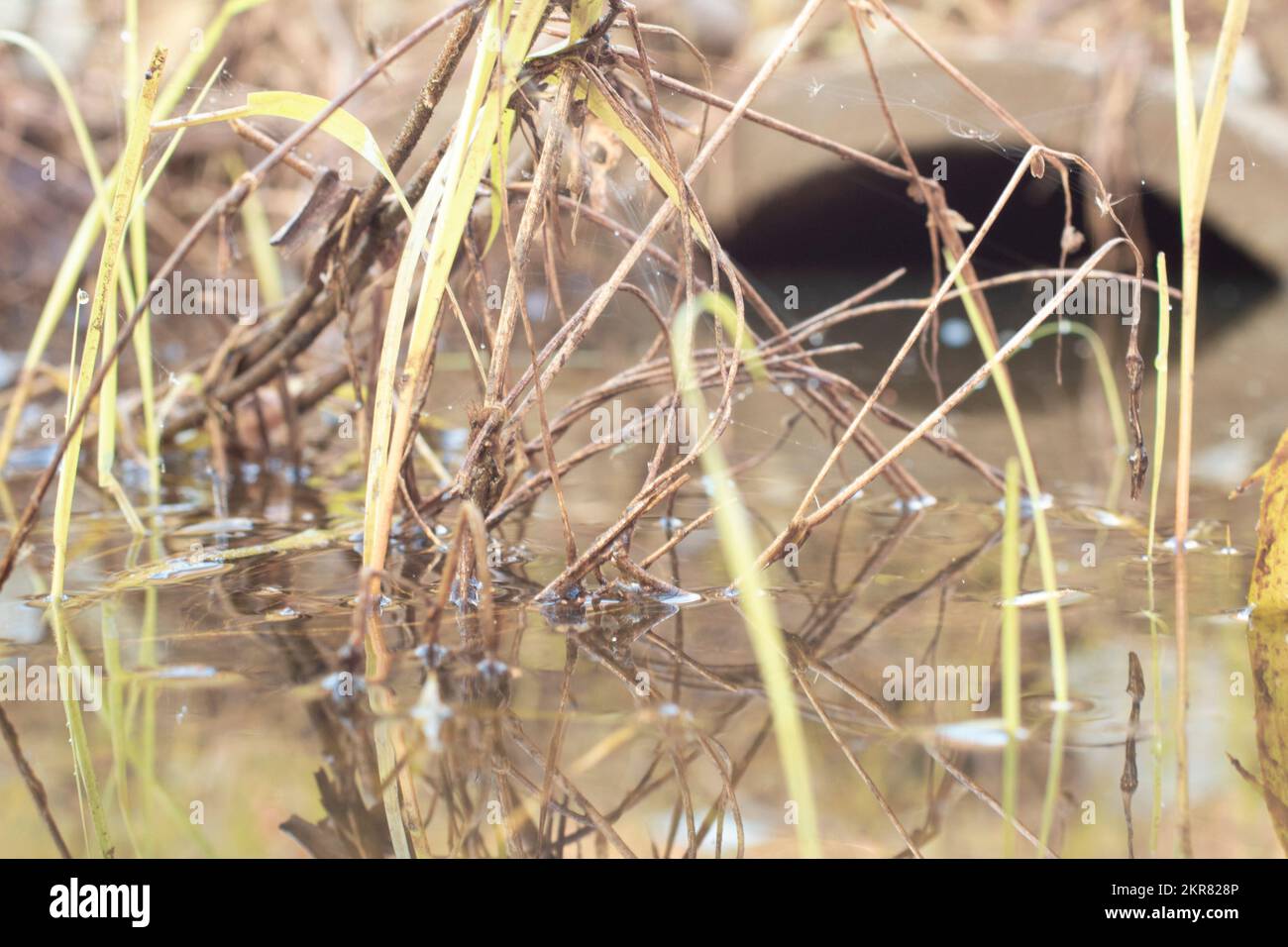infrared image of the stagnant rain water inundated at the oil palm ...