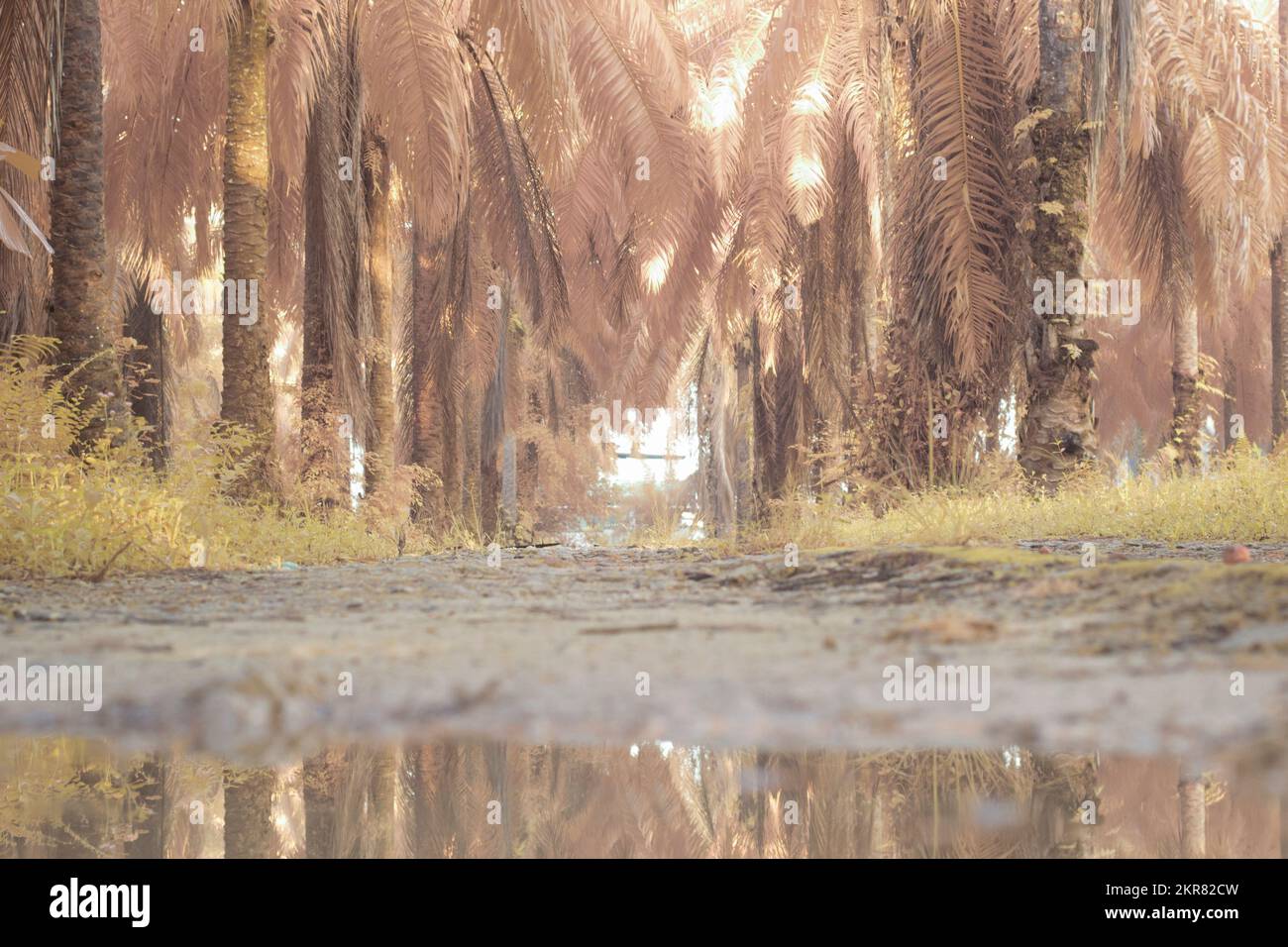 infrared image of the stagnant rain water inundated at the oil palm ...