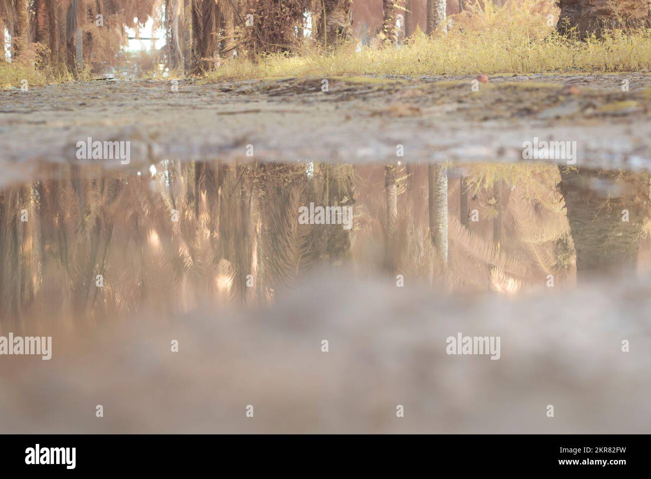 infrared image of the stagnant rain water inundated at the oil palm ...