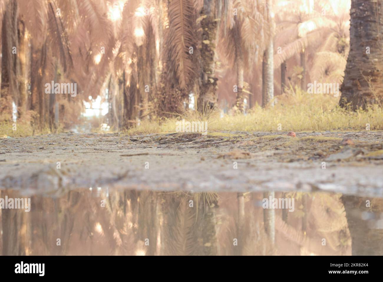 infrared image of the stagnant rain water inundated at the oil palm ...