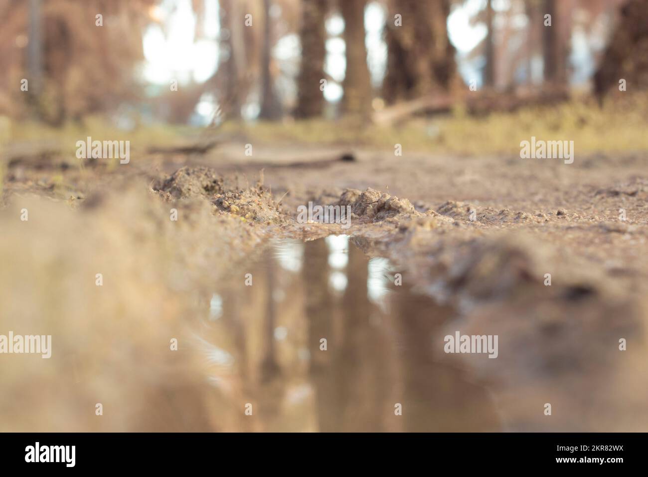 infrared image of the stagnant rain water inundated at the oil palm ...