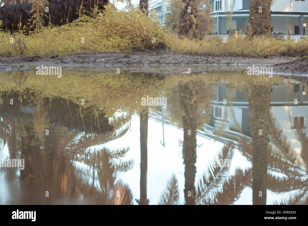 infrared image of the stagnant rain water inundated at the oil palm ...