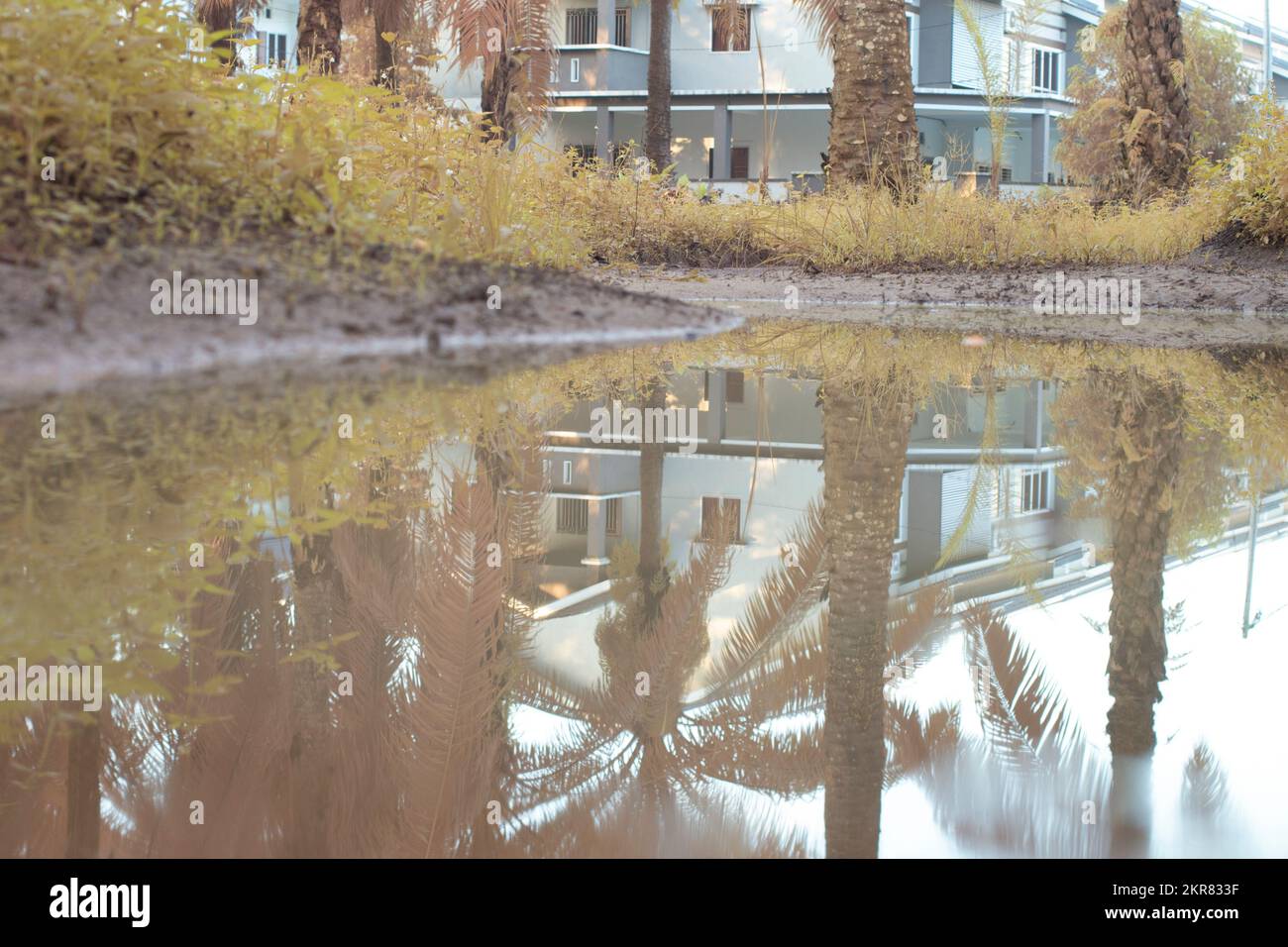 infrared image of the stagnant rain water inundated at the oil palm ...