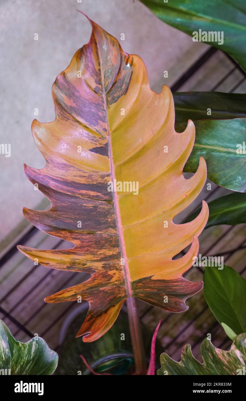 Stunning variegated leaf of Philodendron Caramel Marble, a rare ...