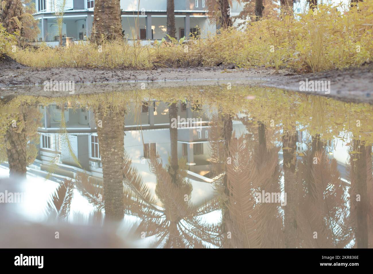 infrared image of the stagnant rain water inundated at the oil palm ...