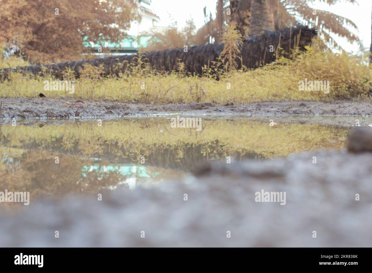 infrared image of the stagnant rain water inundated at the oil palm ...