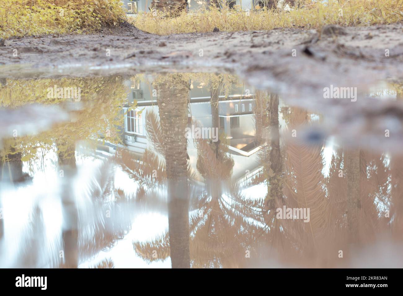 infrared image of the stagnant rain water inundated at the oil palm ...