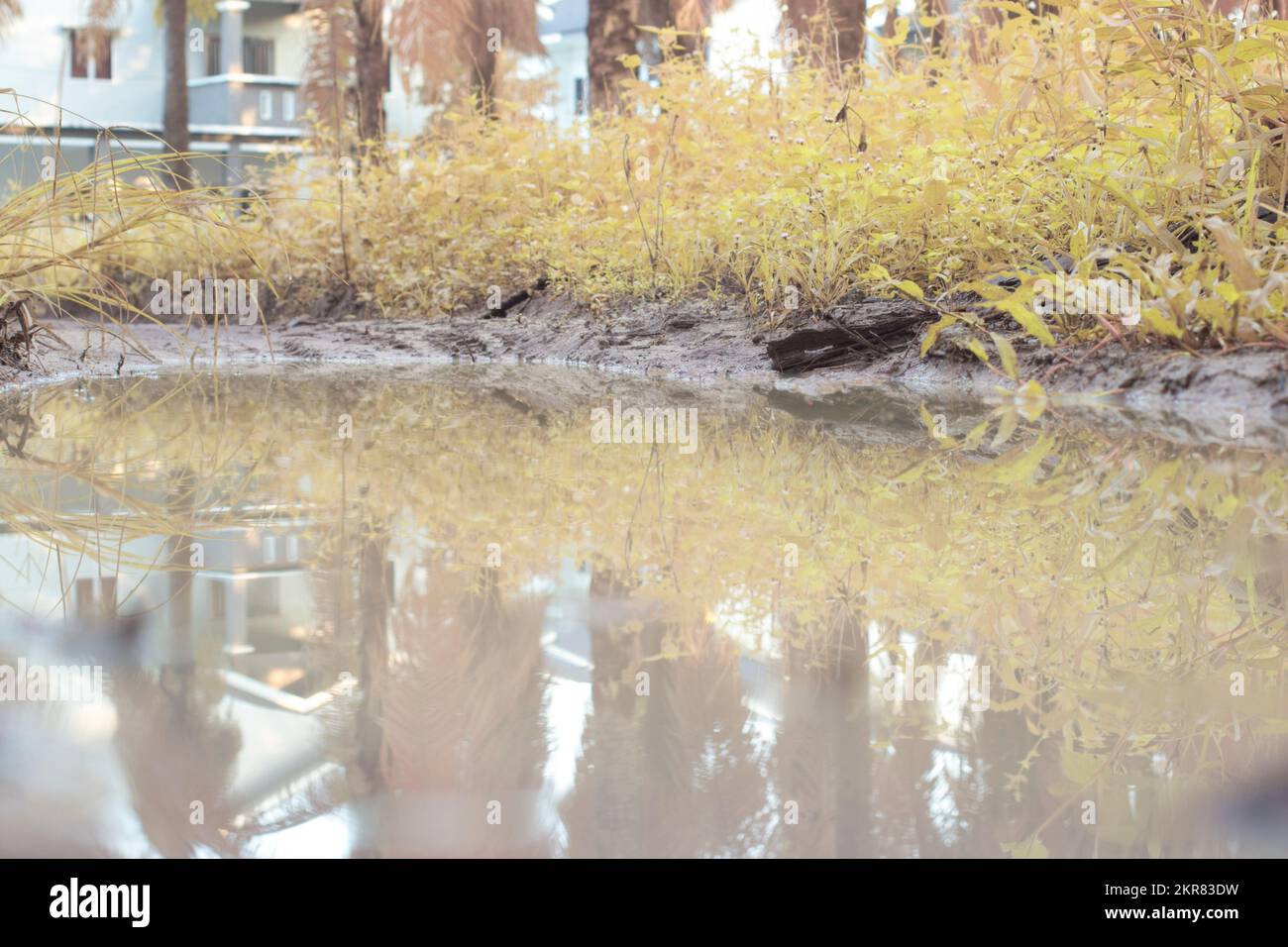 infrared image of the stagnant rain water inundated at the oil palm ...