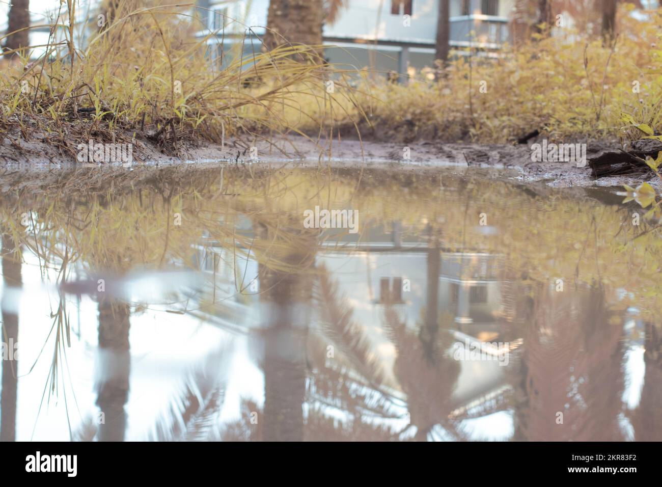 infrared image of the stagnant rain water inundated at the oil palm ...