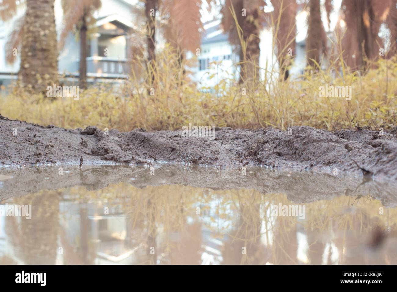 infrared image of the stagnant rain water inundated at the oil palm ...