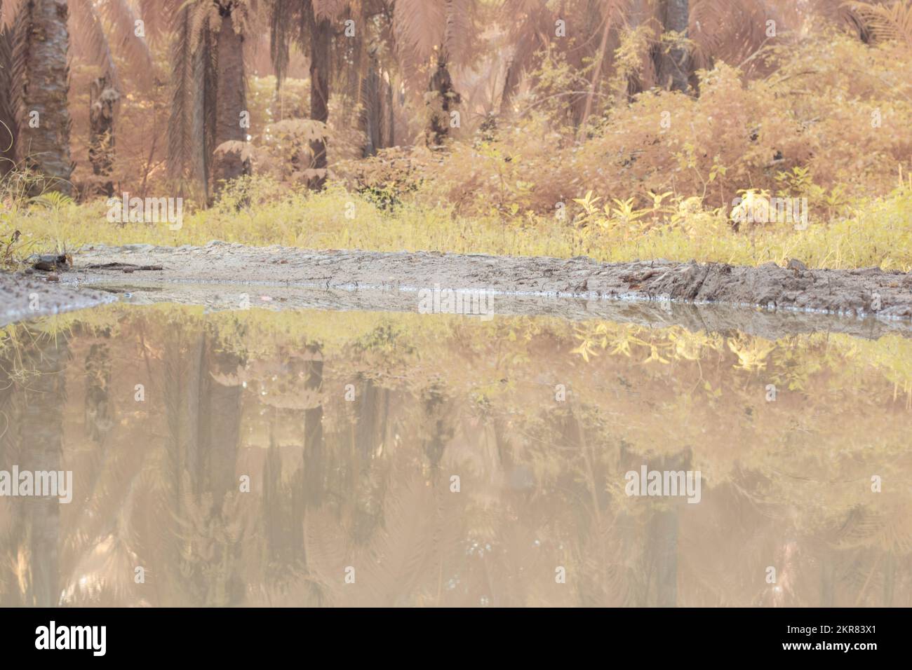 infrared image of the stagnant rain water inundated at the oil palm ...
