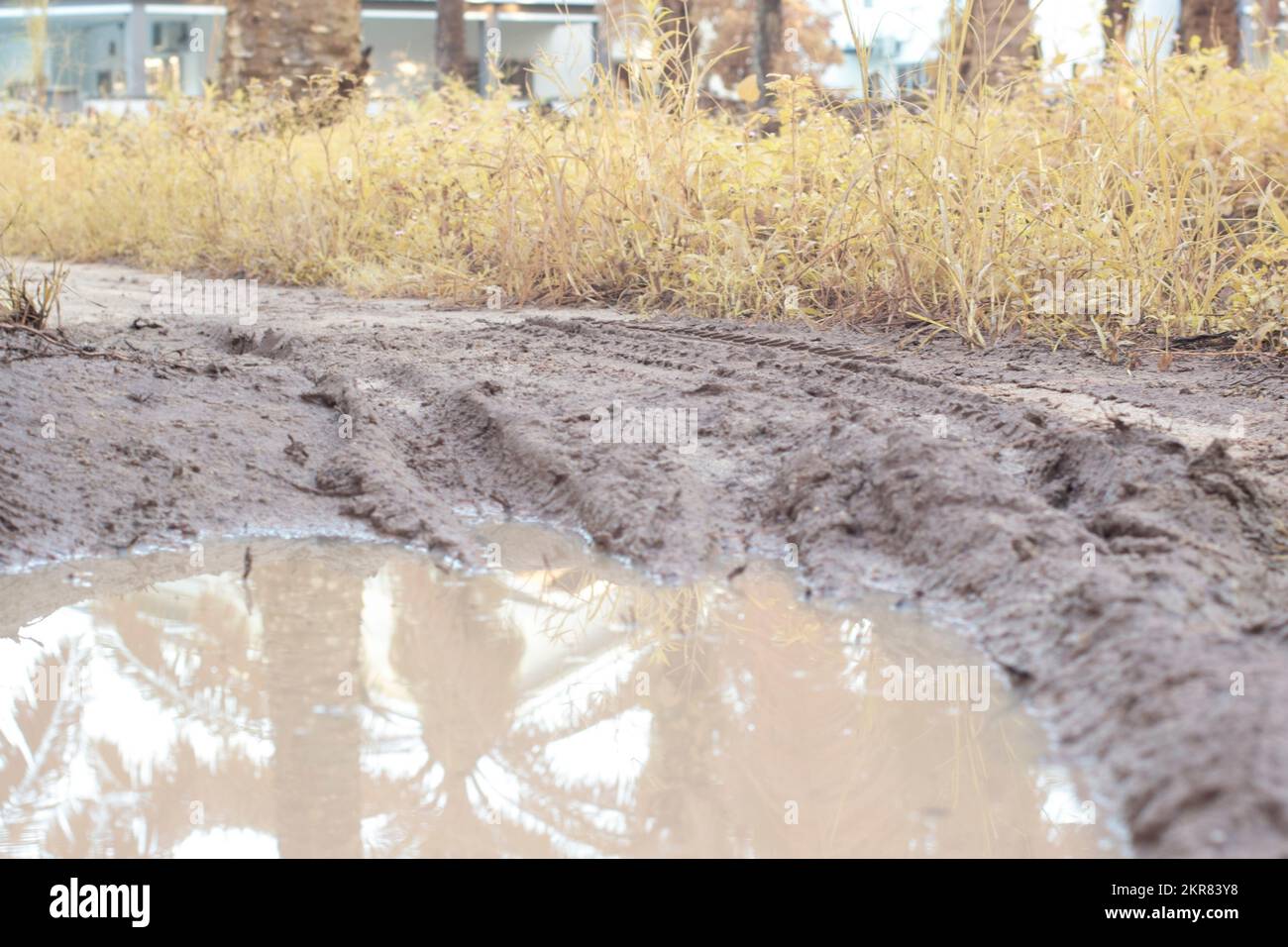 infrared image of the stagnant rain water inundated at the oil palm ...