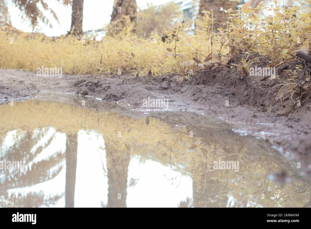 infrared image of the stagnant rain water inundated at the oil palm ...