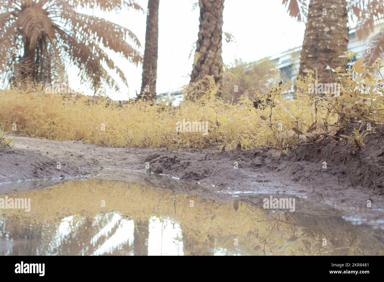 infrared image of the stagnant rain water inundated at the oil palm ...