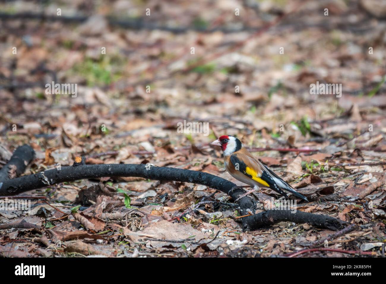 The European goldfinch sits on the ground in spring. Beautiful songbird ...
