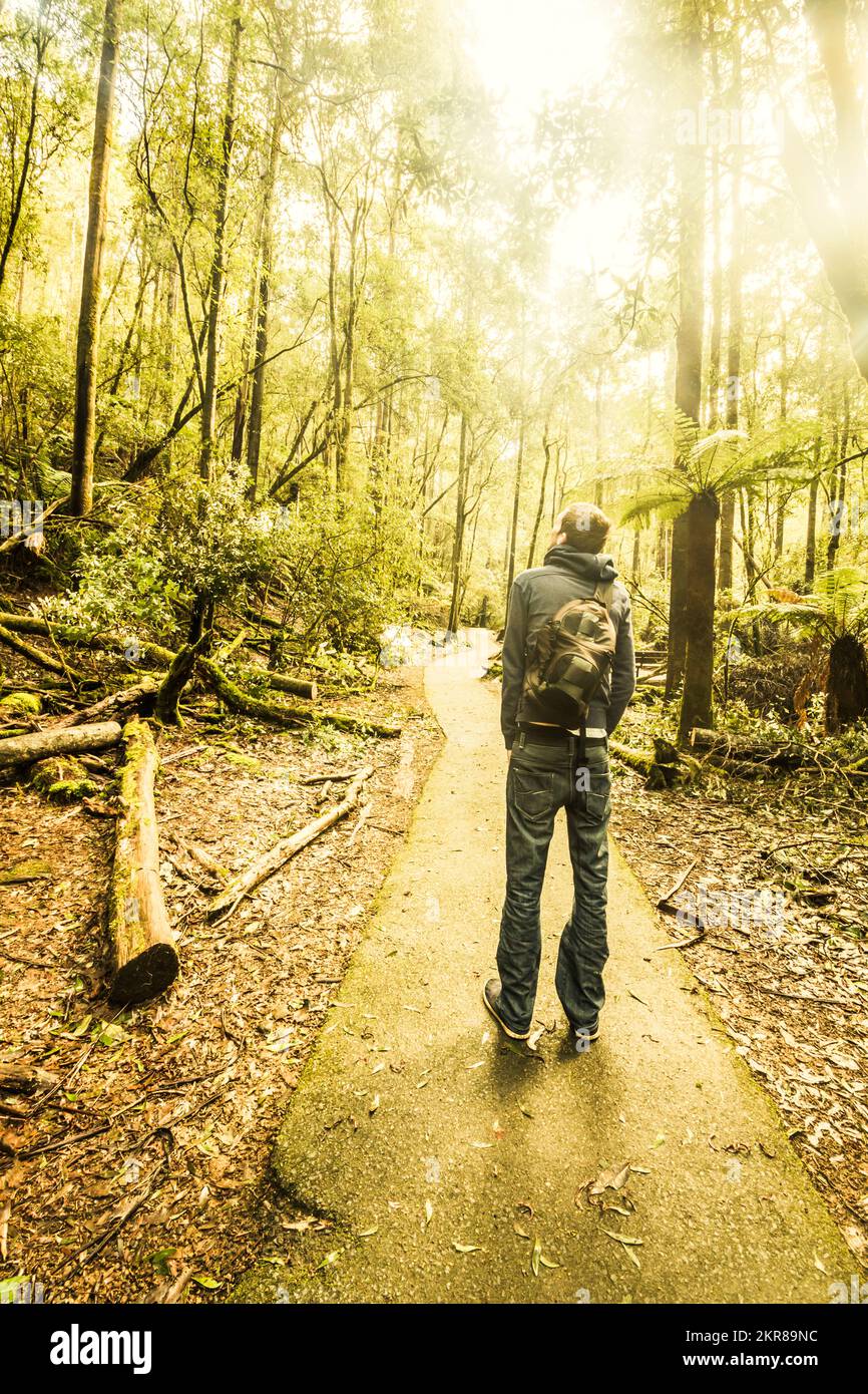 Tourist with backpack hiking on a jungle path through Tasmanian ...