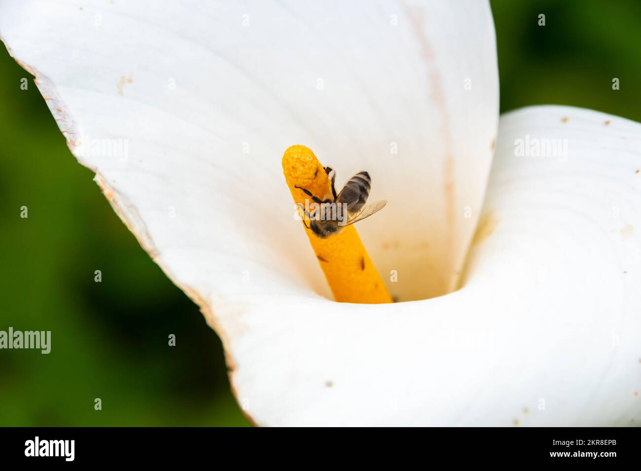 White calla lily hi-res stock photography and images - Alamy