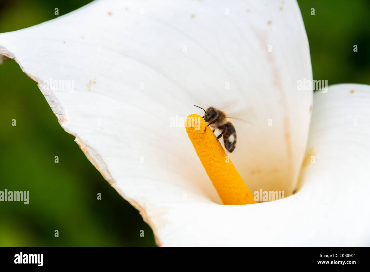 Bee on white calla lily, with yellow stamen Pukerua Bay, Porirua ...