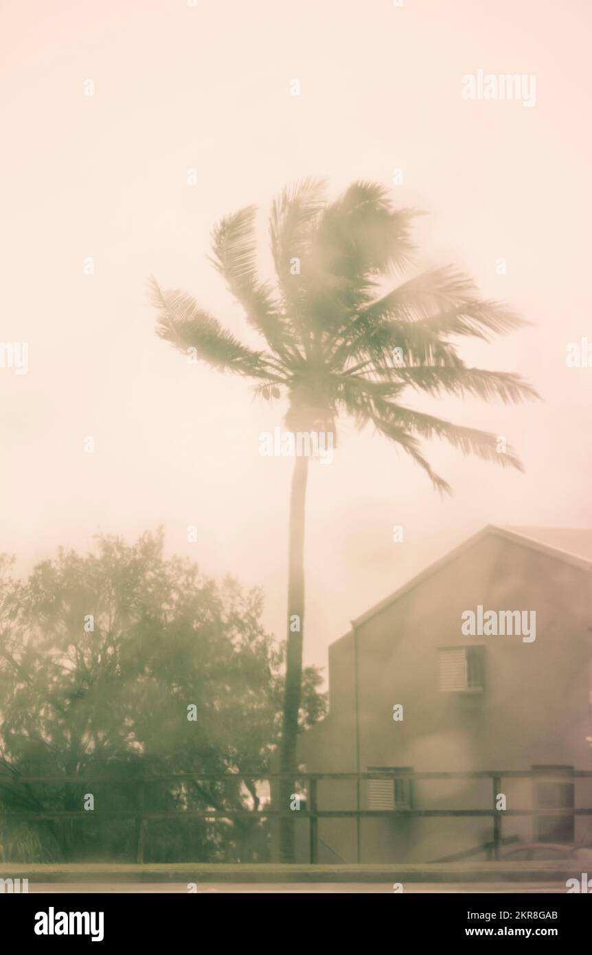 Palm trees blowing in a cyclone hi-res stock photography and images - Alamy