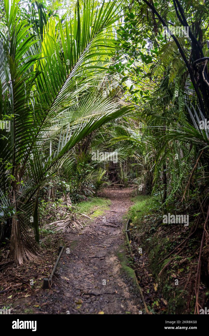 Path through Nikau palm trees in rainforest, Papaitonga Scenic Reserve ...
