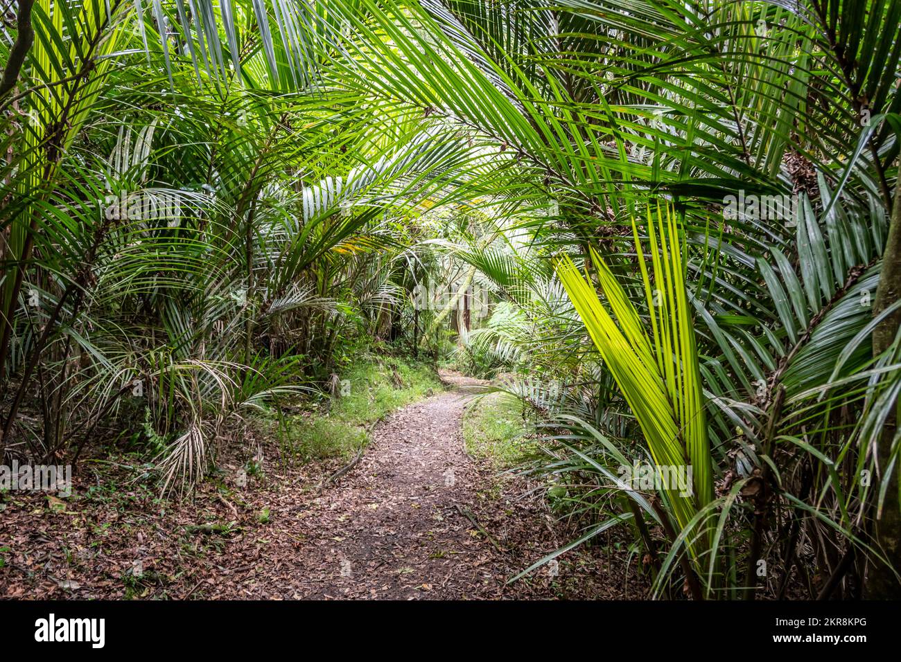 Path through Nikau palm trees in rainforest, Papaitonga Scenic Reserve ...