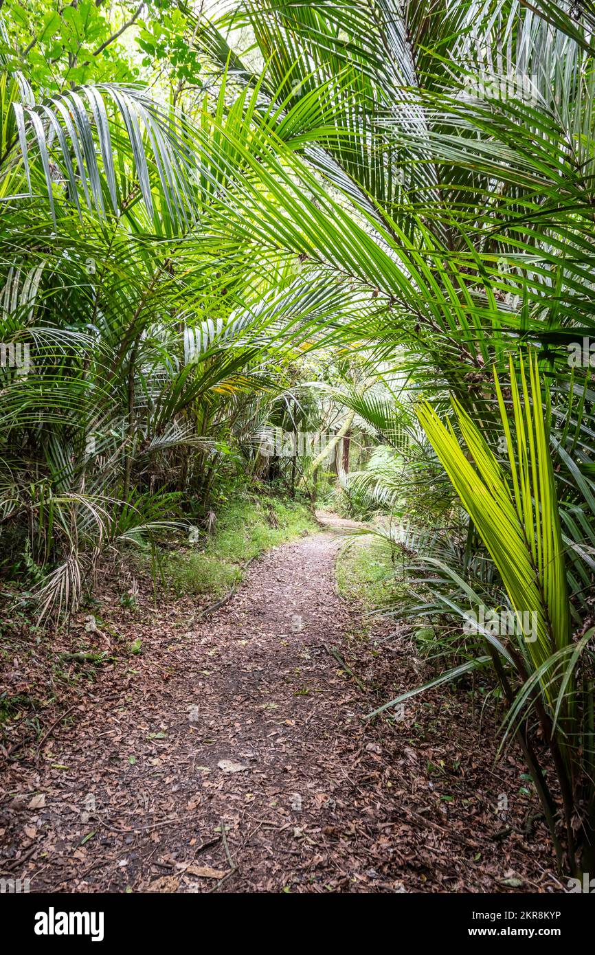 Path through Nikau palm trees in rainforest, Papaitonga Scenic Reserve ...