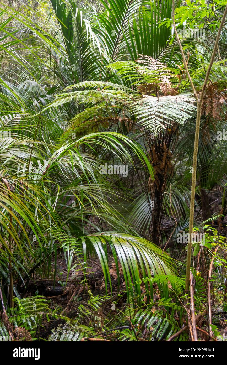 Nikau palm trees in rainforest, Papaitonga Scenic Reserve, near Levin ...
