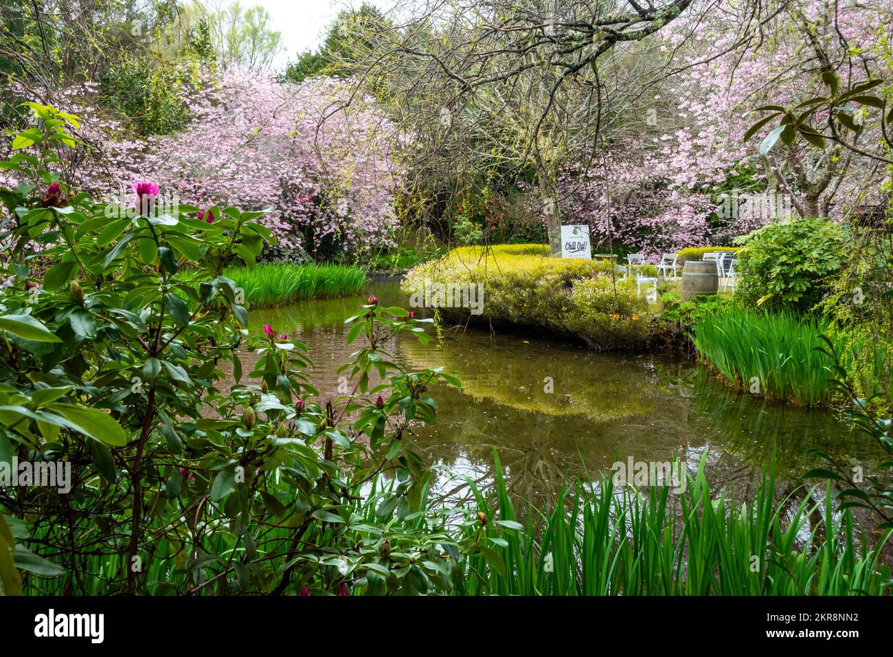 Flowering cherry blossom trees, Aston Norwood gardens, Wellington ...