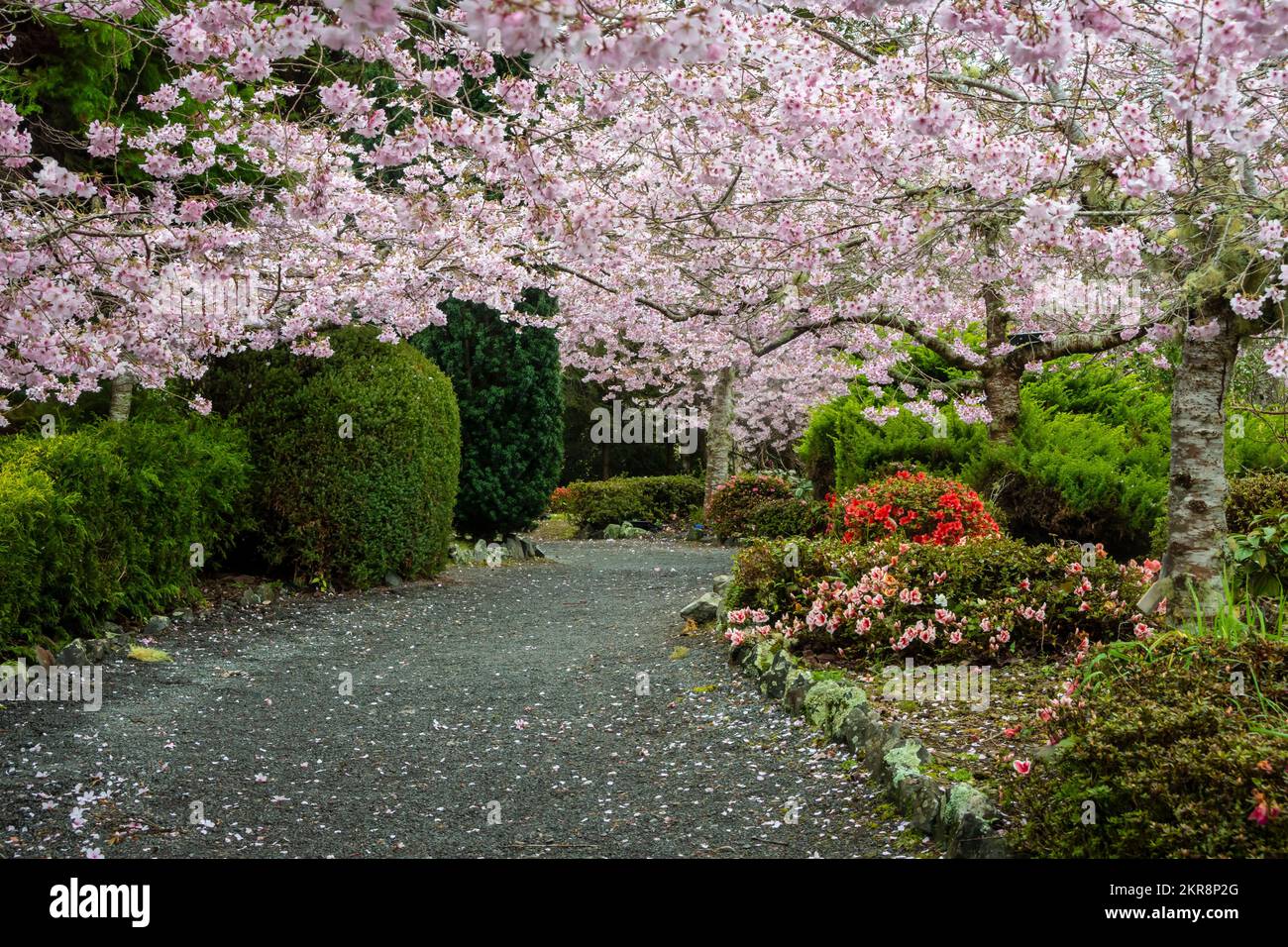 Flowering cherry blossom trees, Aston Norwood gardens, Wellington ...