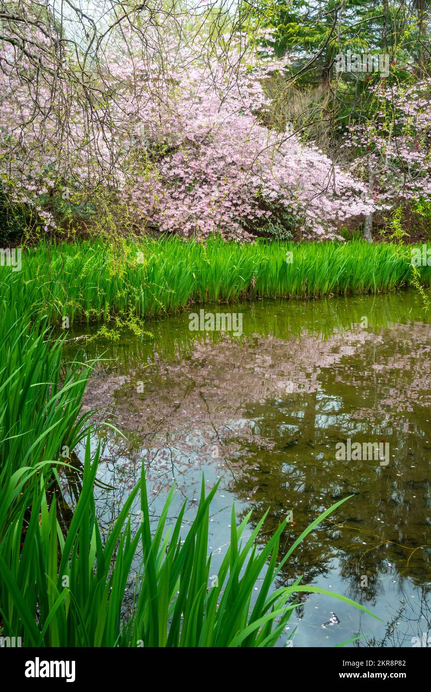 Flowering cherry blossom trees, Aston Norwood gardens, Wellington ...