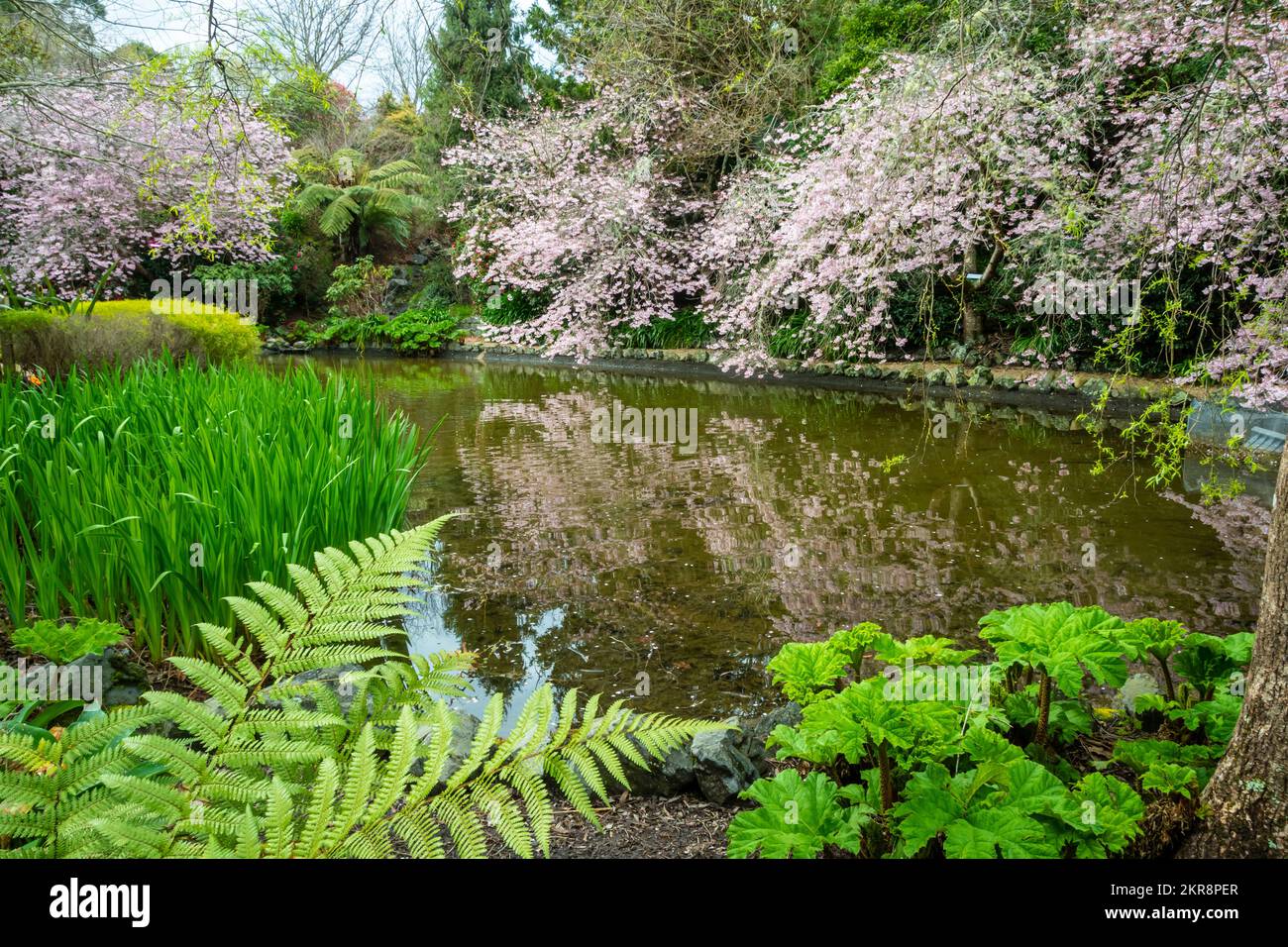 Flowering cherry blossom trees, Aston Norwood gardens, Wellington ...