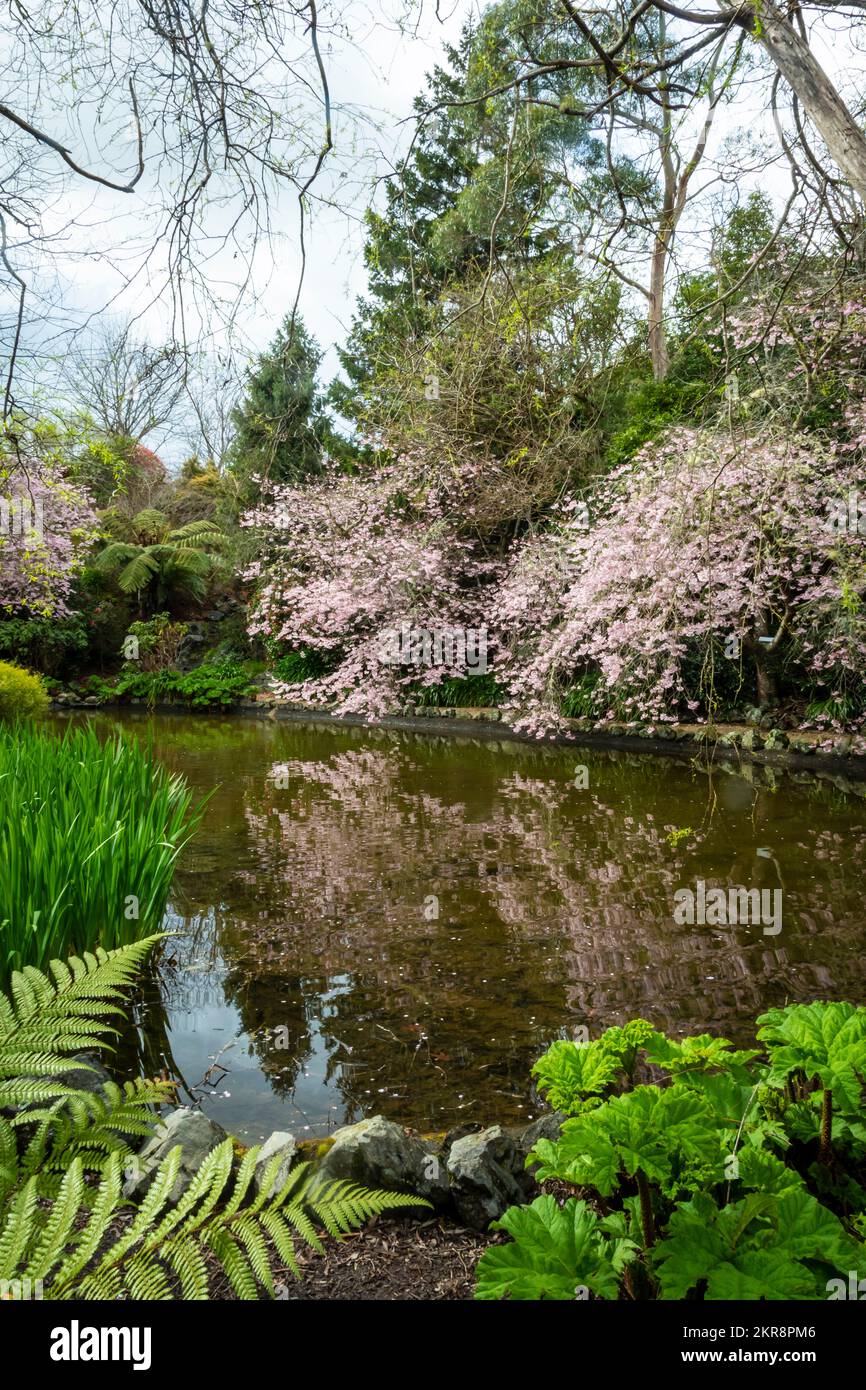 Flowering cherry blossom trees, Aston Norwood gardens, Wellington ...