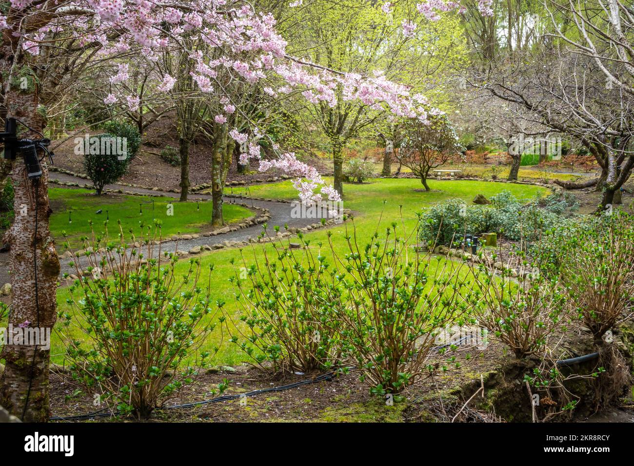 Flowering cherry blossom trees, Aston Norwood gardens, Wellington ...