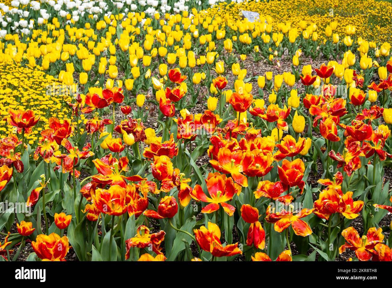 Tulips in Botanical Gardens, Wellington, North island, New Zealand ...