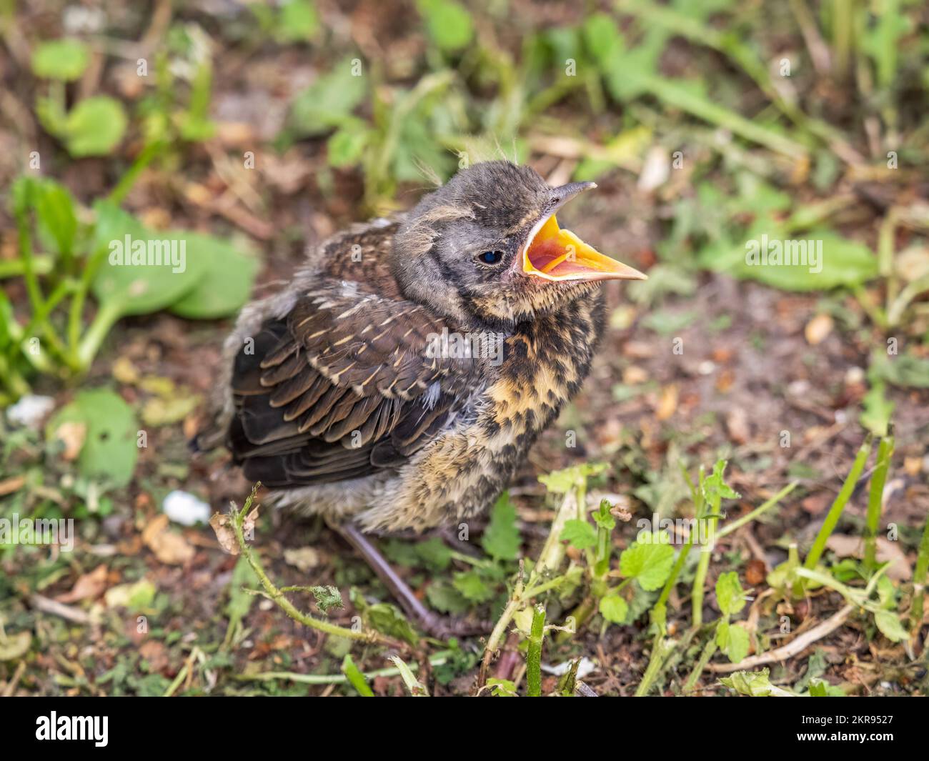 A fieldfare chick, Turdus pilaris, has left the nest and sitting on the ...