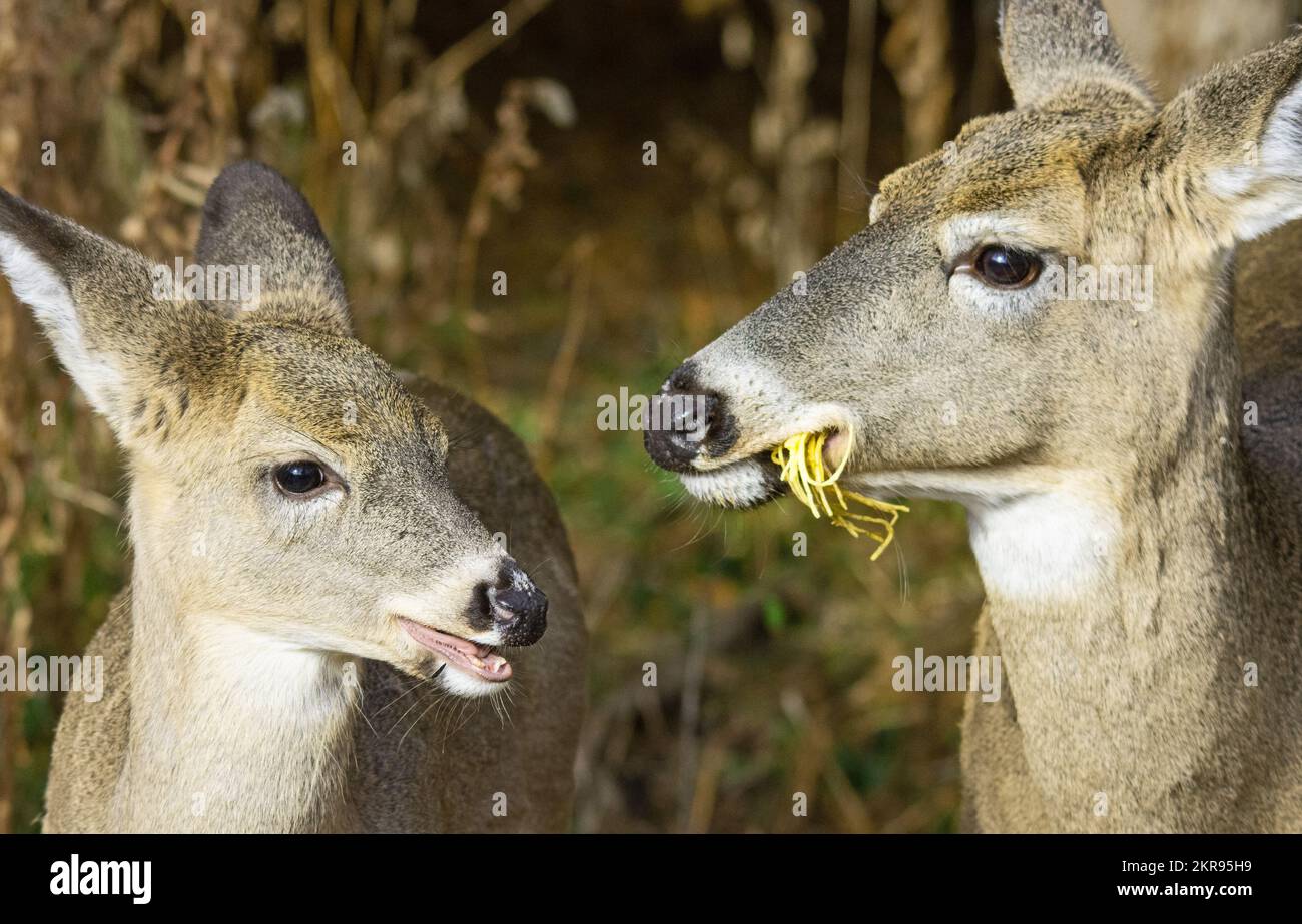 Sixdragonstudios hi-res stock photography and images - Alamy