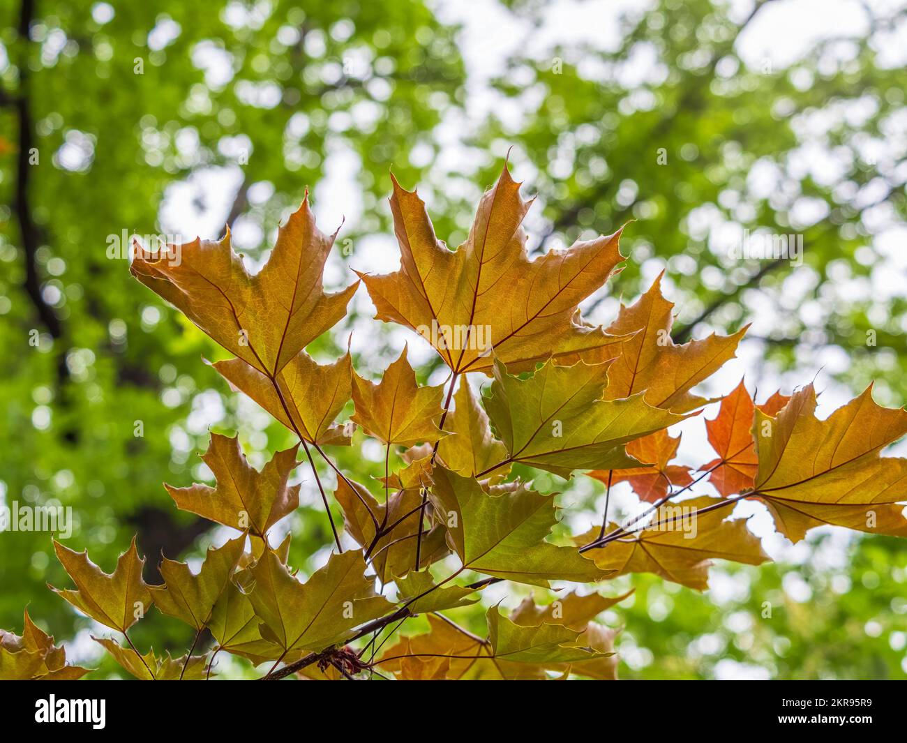 Tree branch with dark red leaves, Acer platanoides, the Norway maple ...
