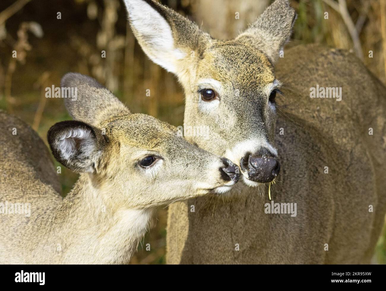 White tailed deer yearling hi-res stock photography and images - Alamy