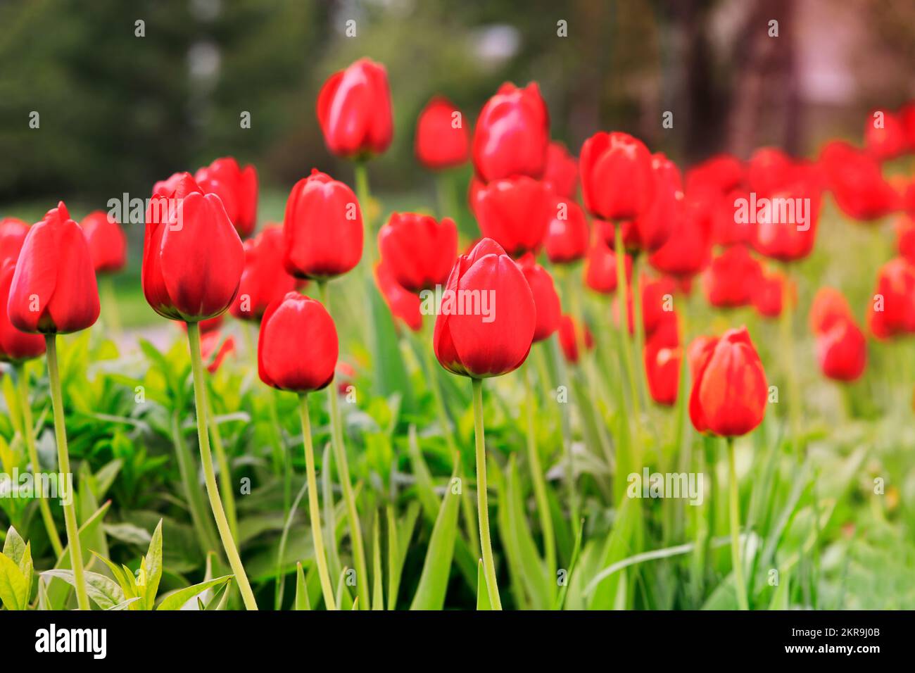 Deep red Tulips growing in the garden in the spring Stock Photo - Alamy