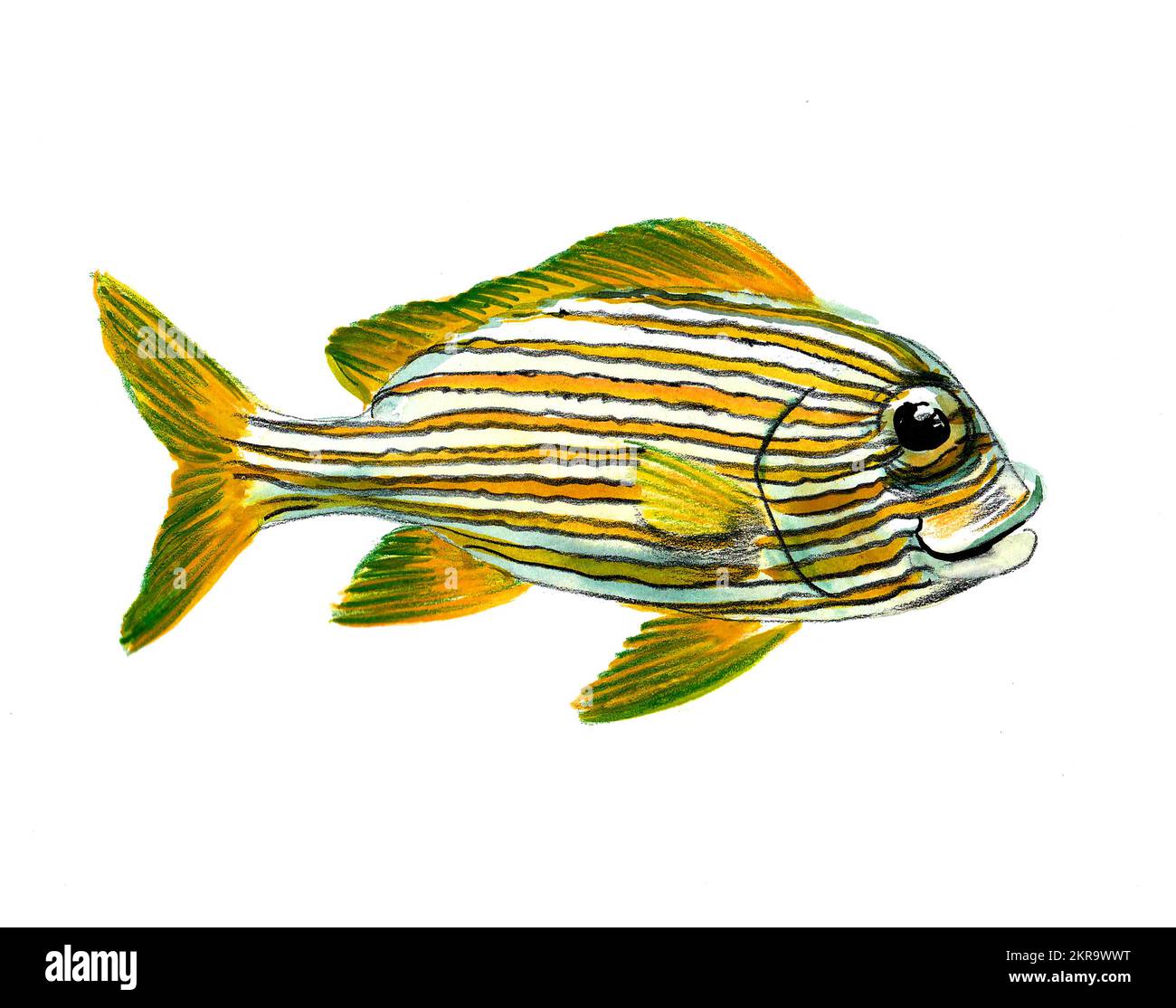 Tropical fish with white and yellow stripes. Ink and watercolor drawing ...