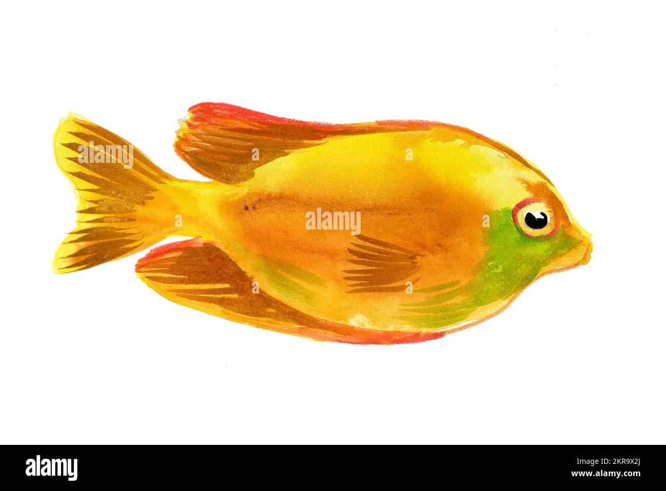 Yellow tropical fish on white background. Ink and watercolor drawing ...