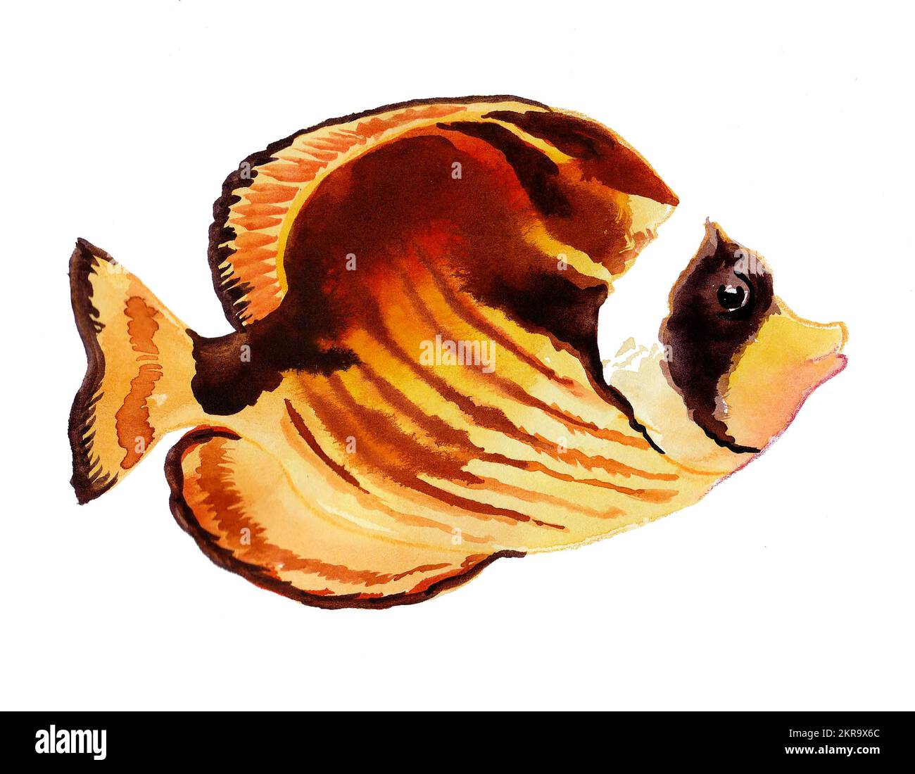 Coral fish. Ink and watercolor drawing Stock Photo - Alamy