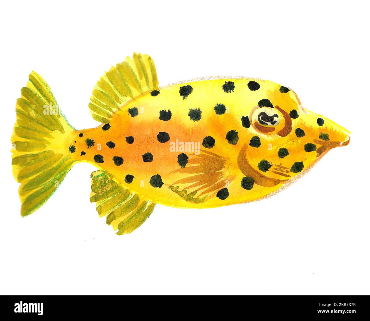Black fish spots Cut Out Stock Images & Pictures - Alamy