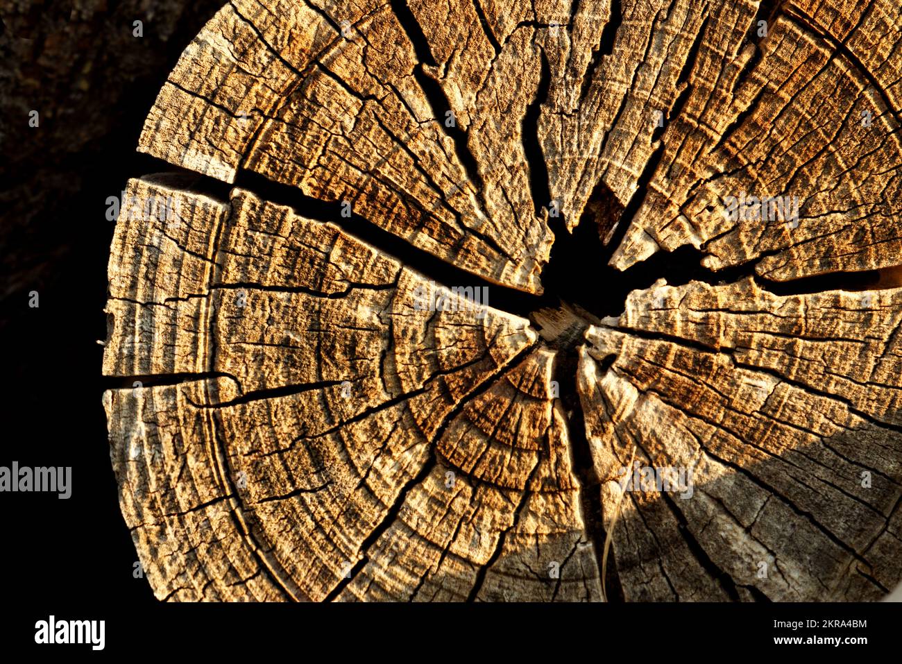 Top cut of tree trunk texture on a black background Stock Photo - Alamy