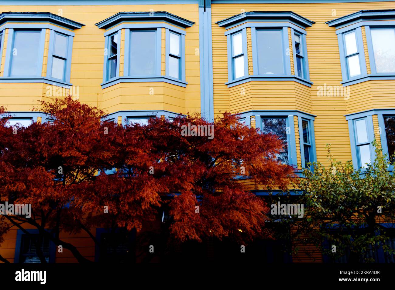 Wooden vintage yellow and bright blue house with colorful trees in ...