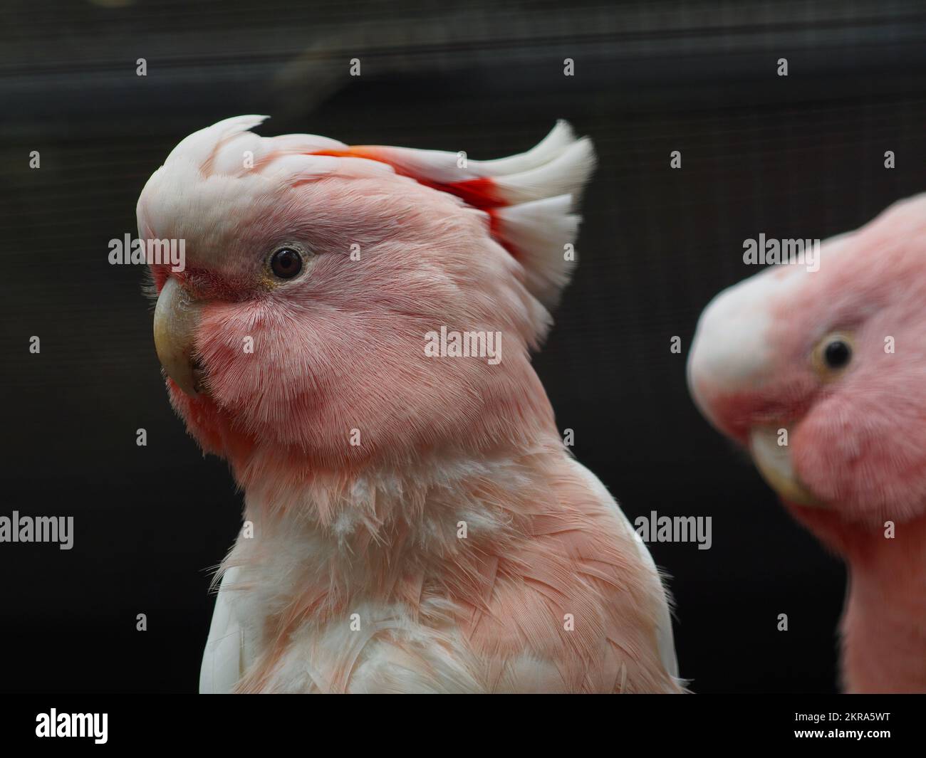 Splendid elegant Major Mitchell's Cockatoo in dazzling beauty Stock ...
