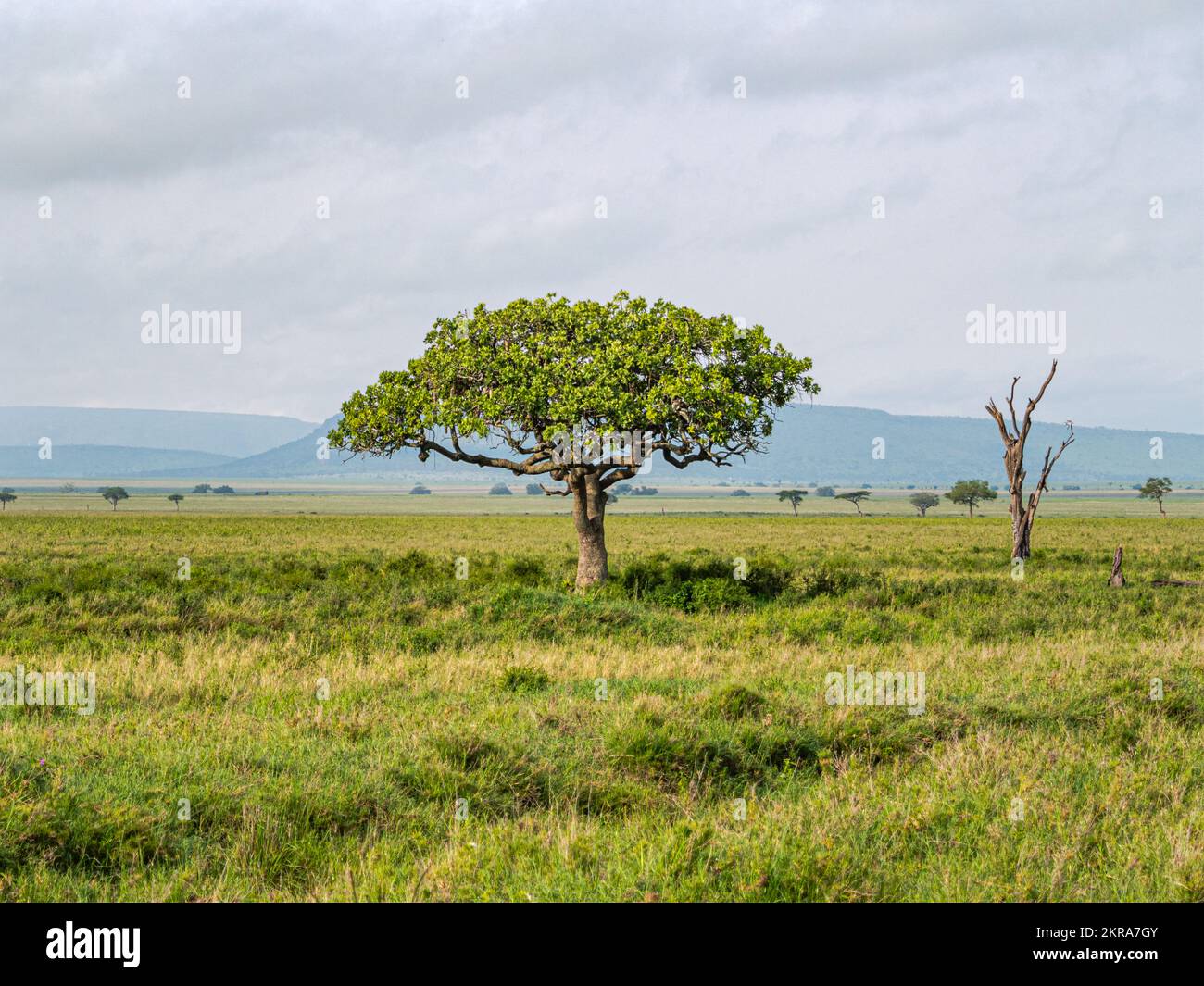 Kigelia pinata, aka sausage tree, in a green savannah landscape, in ...