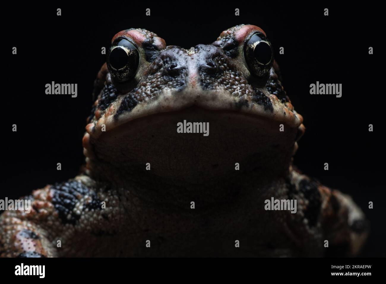 A close up portrait of a western toad (Anaxyrus boreas) from Santa Cruz county in California ...