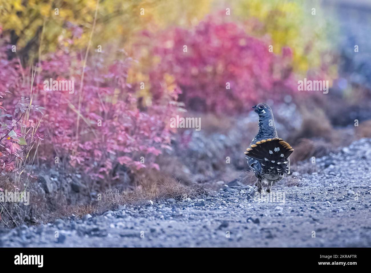 Spruce Grouse, Falcipennis canadensis, wild bird in Yukon, Canada, in ...