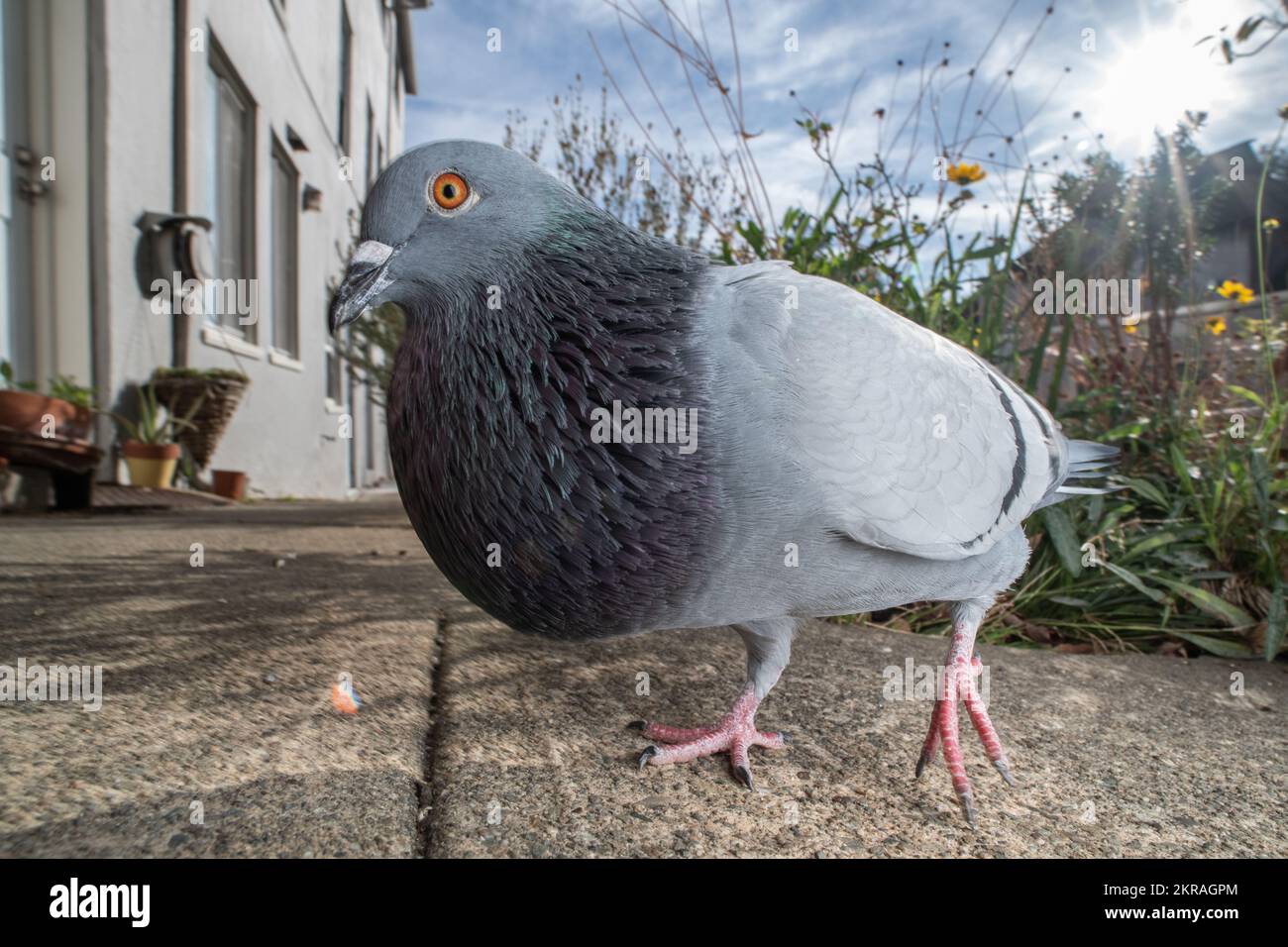 A common pigeon (Columba livia) in a suburban neighborhood in the San ...